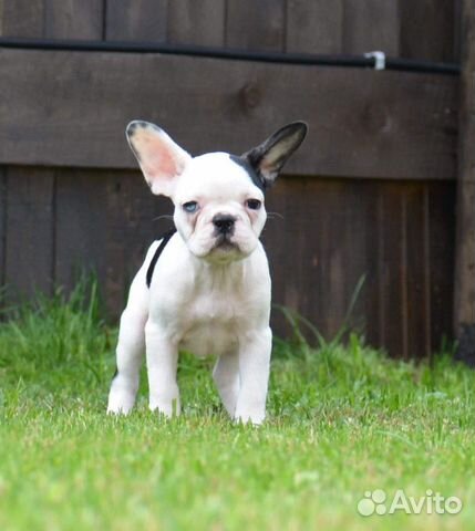 Очаровательные щенки французского бульдога