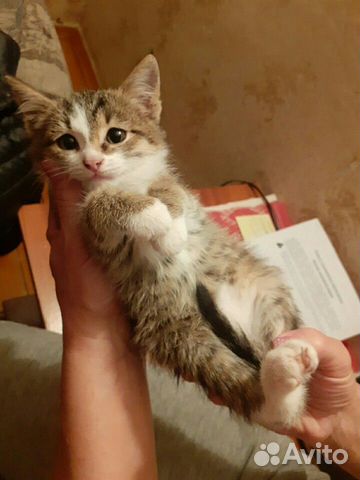 Бесплатно в добрые руки