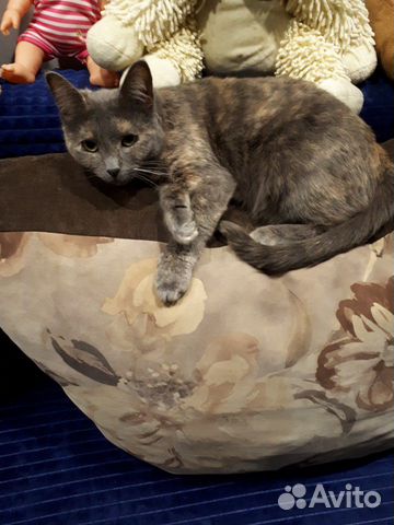 Кошка стерилизованная