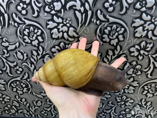 Улитята Архахатина sp. Cross River