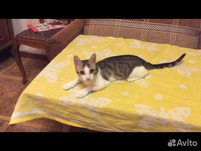 Молодой котик, метис ориентала