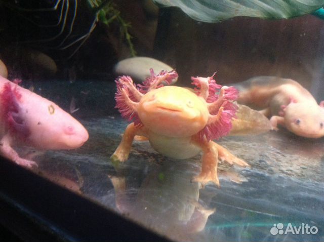 Молодые аксолотли различных окрасов