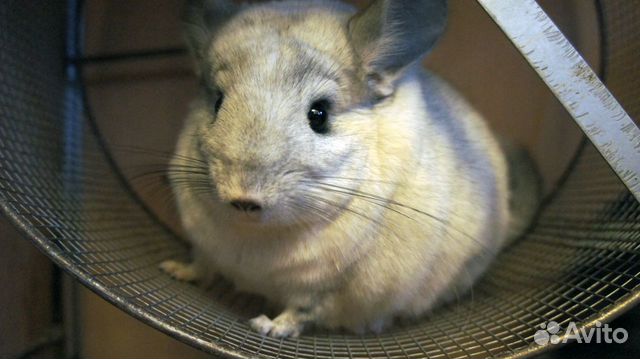 Шиншилла Беляш