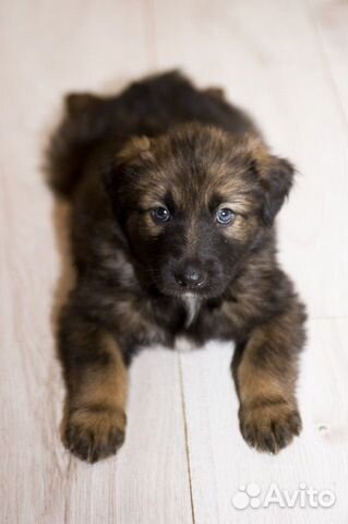 Щенок (мальчик. 1,5 месяца) в дар, в добрые руки