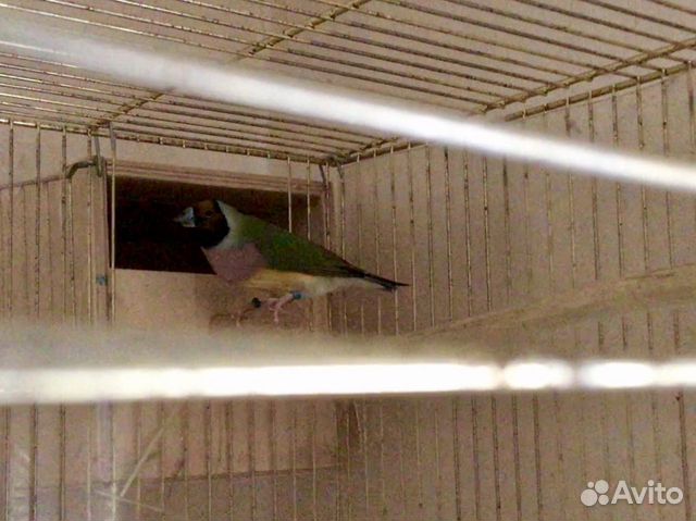 Амадина гульда