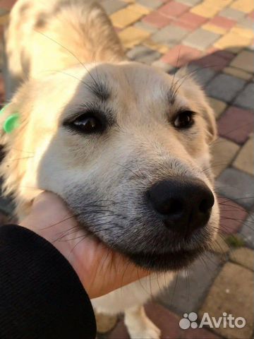 Девочка, крупная, стерилизована, возможна доставка