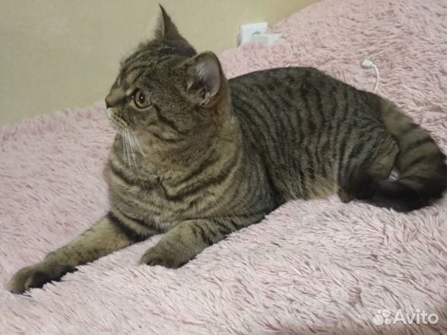 Отдам в добрые руки кота