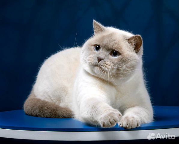 Шикарный британский кот шоу-класса с титулом