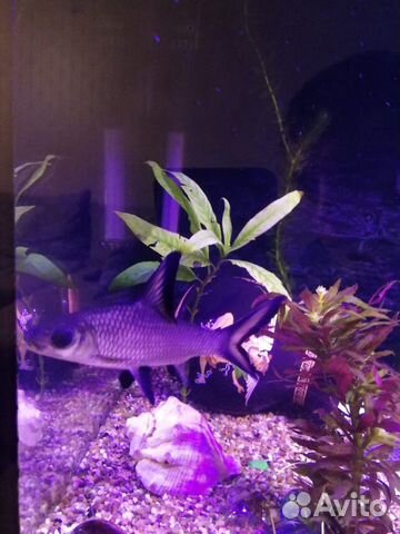 Рыба отдам. Барбус акулий. Балу