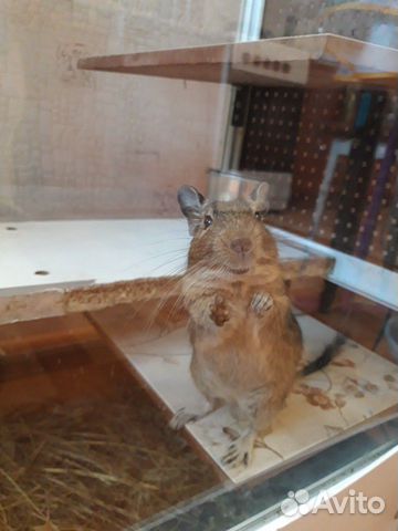 Белка Дегу 5 месяцев