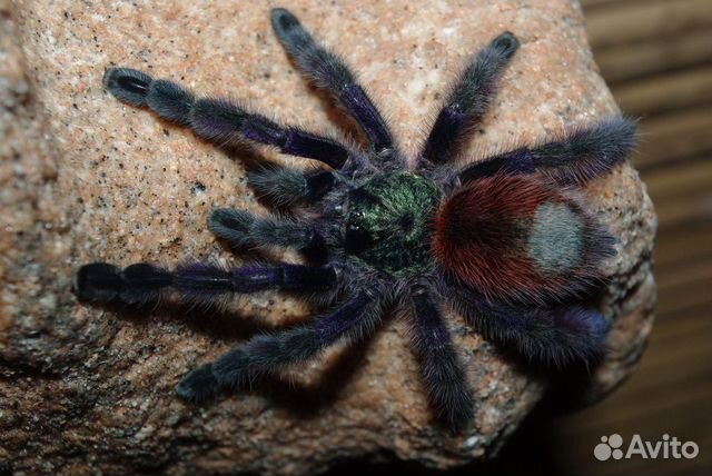 Паук avicularia versicolor адульт