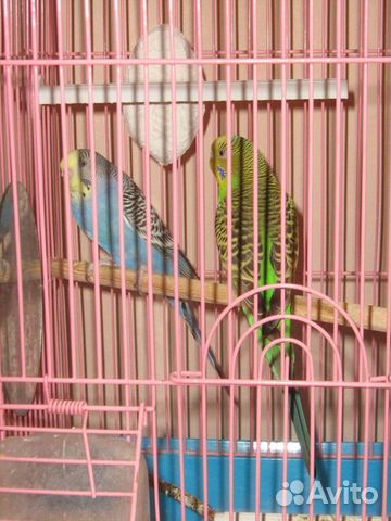 Продаём попугаев Гоша и Нюша