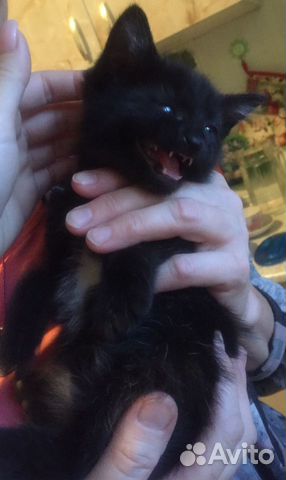 Котёнок мальчик