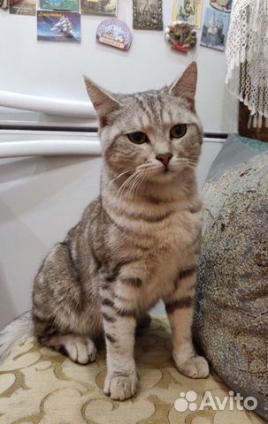 Шотландский котик в дар в добрые руки