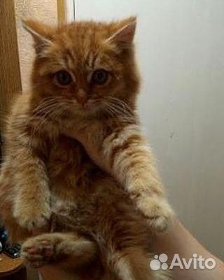 Котенок ищет дом