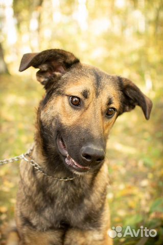 Твоё ушастое счастье Марсель заждался здесь