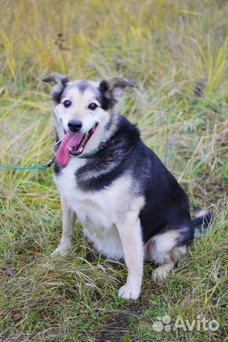 Рони-добрый и смешной пёс