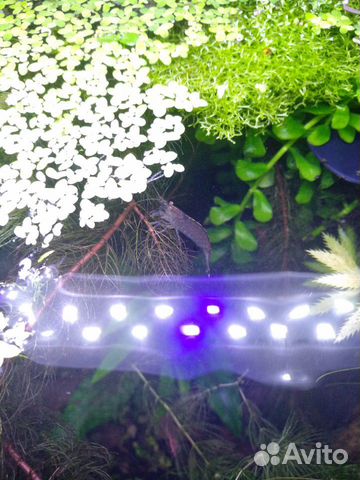 Ряска, Валлиснерия