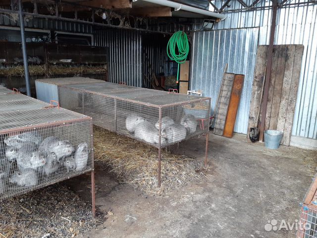 Продам Нутрий