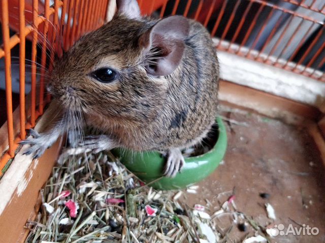 Чилийская белка (Дегу)