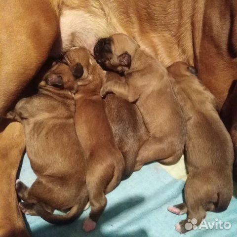 Щенок Боксер (девочка)