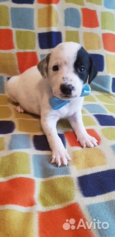 Щенок Далматина и гончей