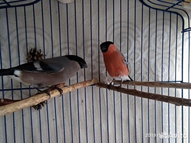 Снегири пара