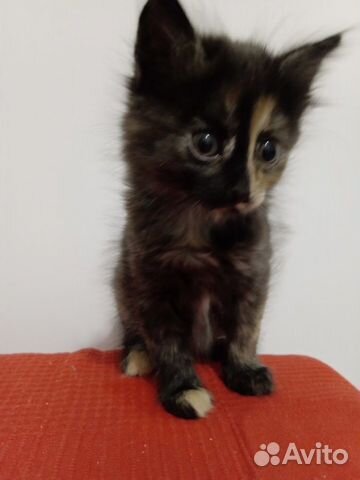 Котята ищут хозяина и друга