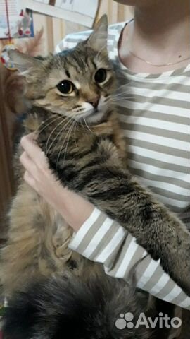 Отдам кошечку в хорошие руки