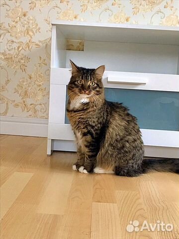 Пушистая красавица ищет дом