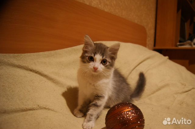 Красавец и Умница