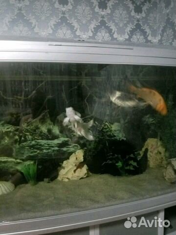 Продам 3-х вуалевых карпов коя. 25 см. Очень краси