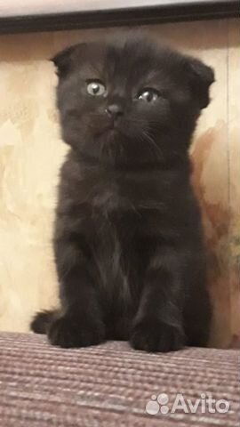 Мальчик шотландский вислоухий