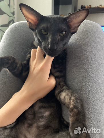 Кот петерболд