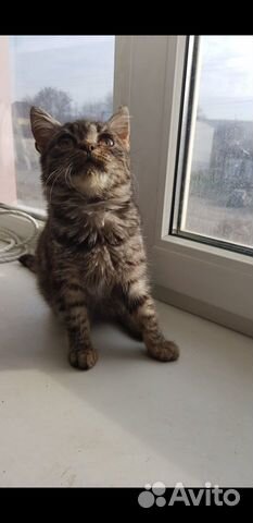 Котенок 3 месяца