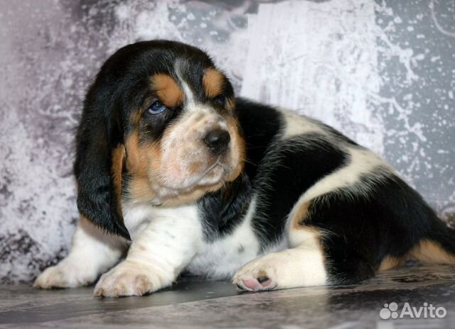 Чудесные щенки бассет хаунда