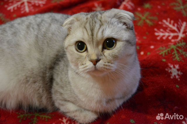 Шотландская