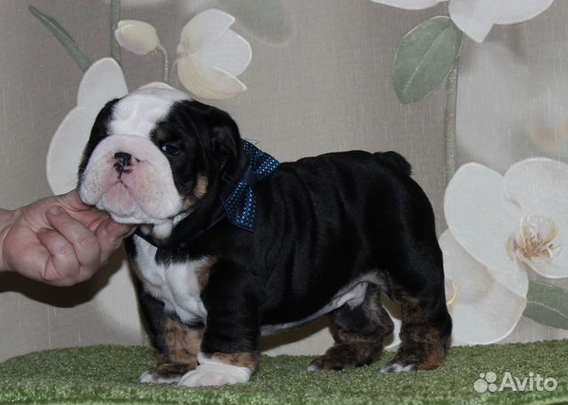 Джозеф ищет мам И пап