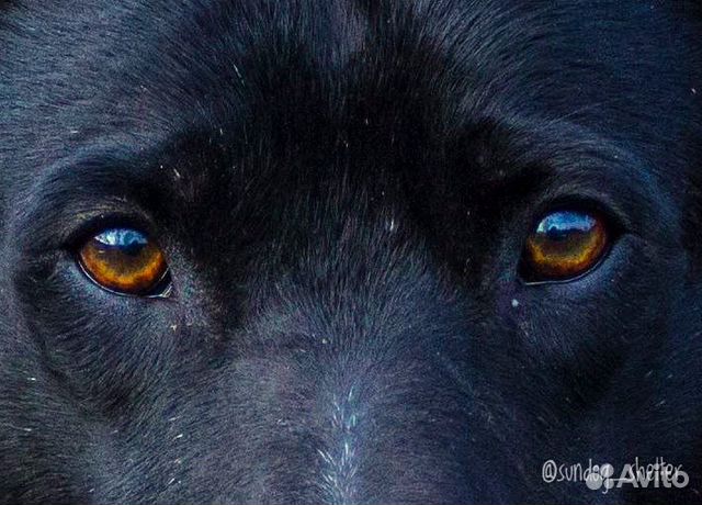 Красавчик Арни в добрые руки