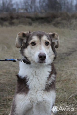 Собака Виспа в дар, в добрые руки