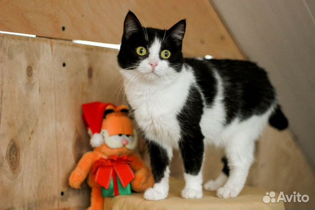 Кошка ищет дом