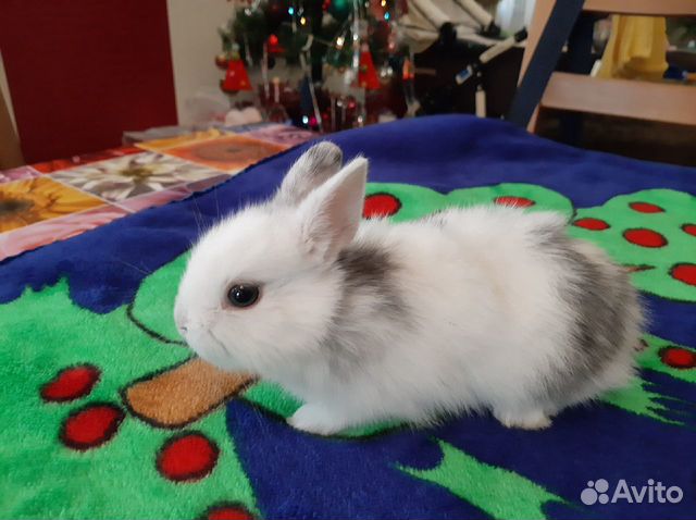 Декоративные кролики