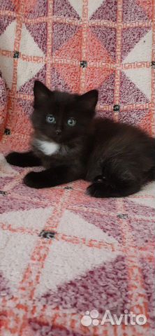 Котик в подарок к Новому Году