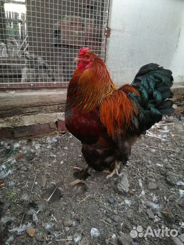 Семья брама куропатчатая