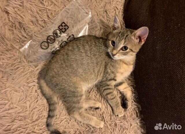 Котенке нужен хозяин