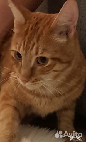 Найден рыжий кот м. Чертаново