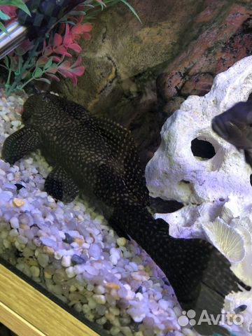 Птеригоплихт Сом 30 см