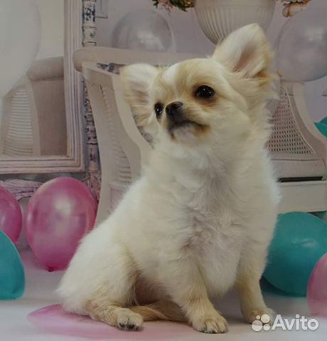 Щенок чихуахуа