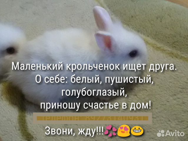 Крольченок карликовый голубоглазый