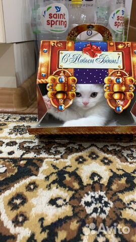 Продаются котята